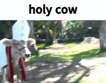HOLY COW (REAL) | Fandom