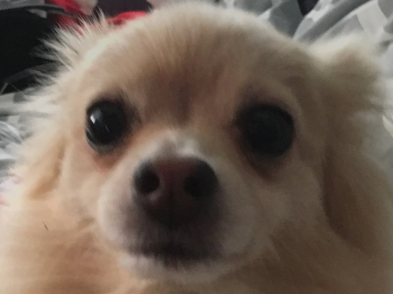 Discuss Everything About Adopt Me! Wiki | Fandom