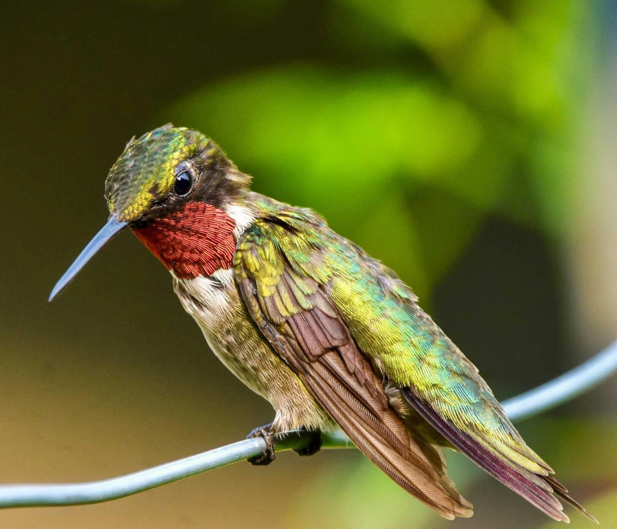 P41NTMY B1RD | Feather Family NPC Wiki | Fandom