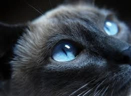 FeatherPaw | Featherclan roleplaying Wiki | Fandom