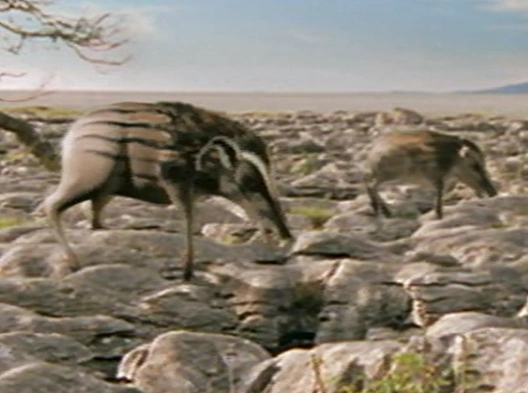 Scrofa | Featteca Wiki | Fandom