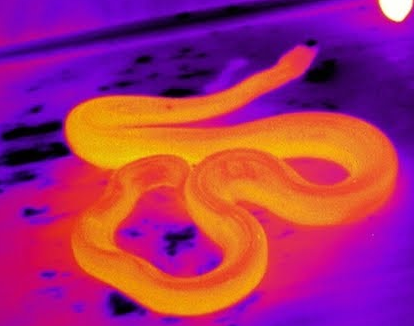 SCP-2129 | Featteca Wiki | Fandom