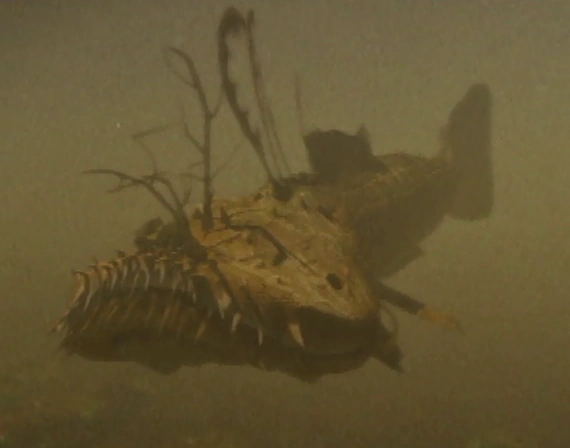 Lurkfish | Featteca Wiki | Fandom