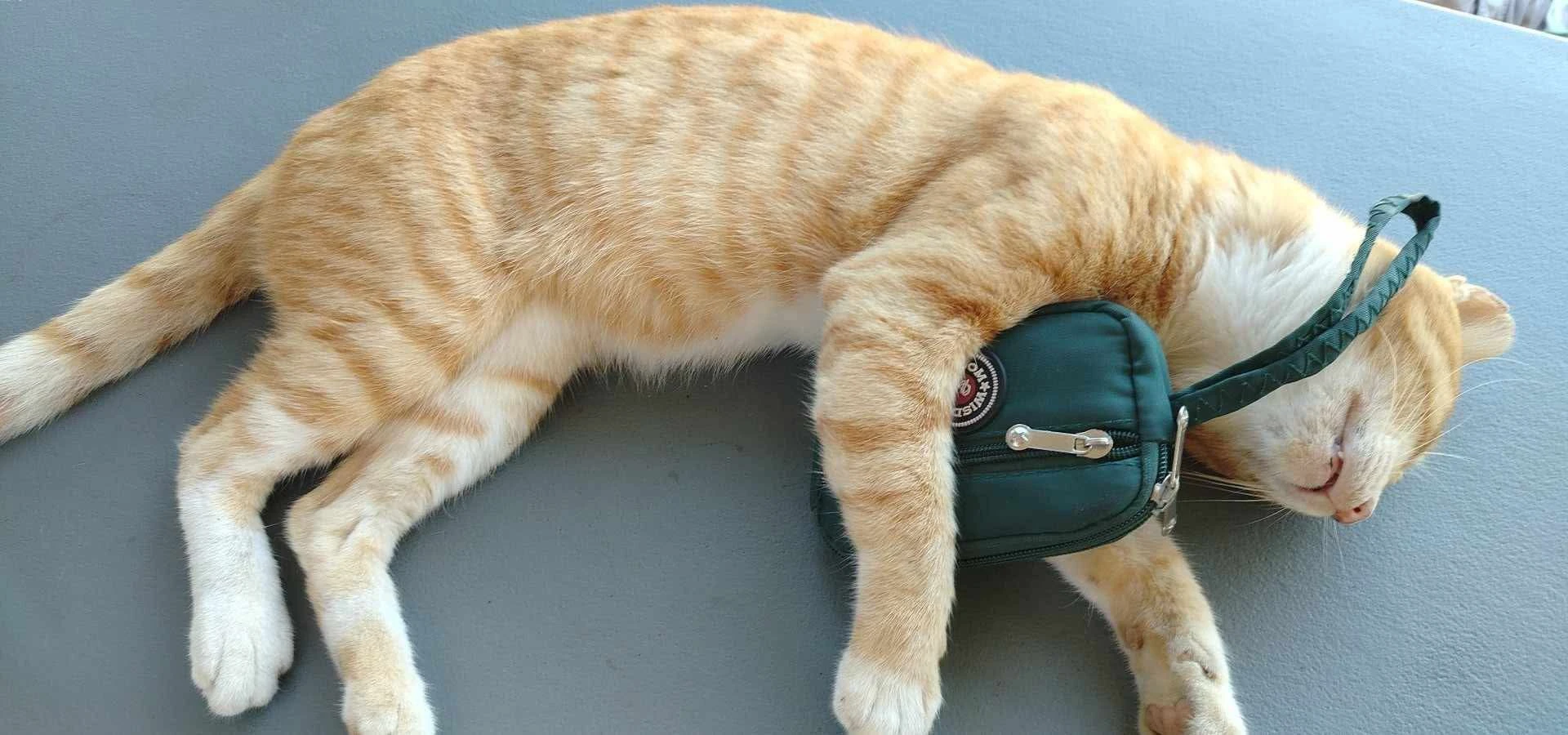 YIPPEEYIPPEEYIPPEE!!!! | Fandom