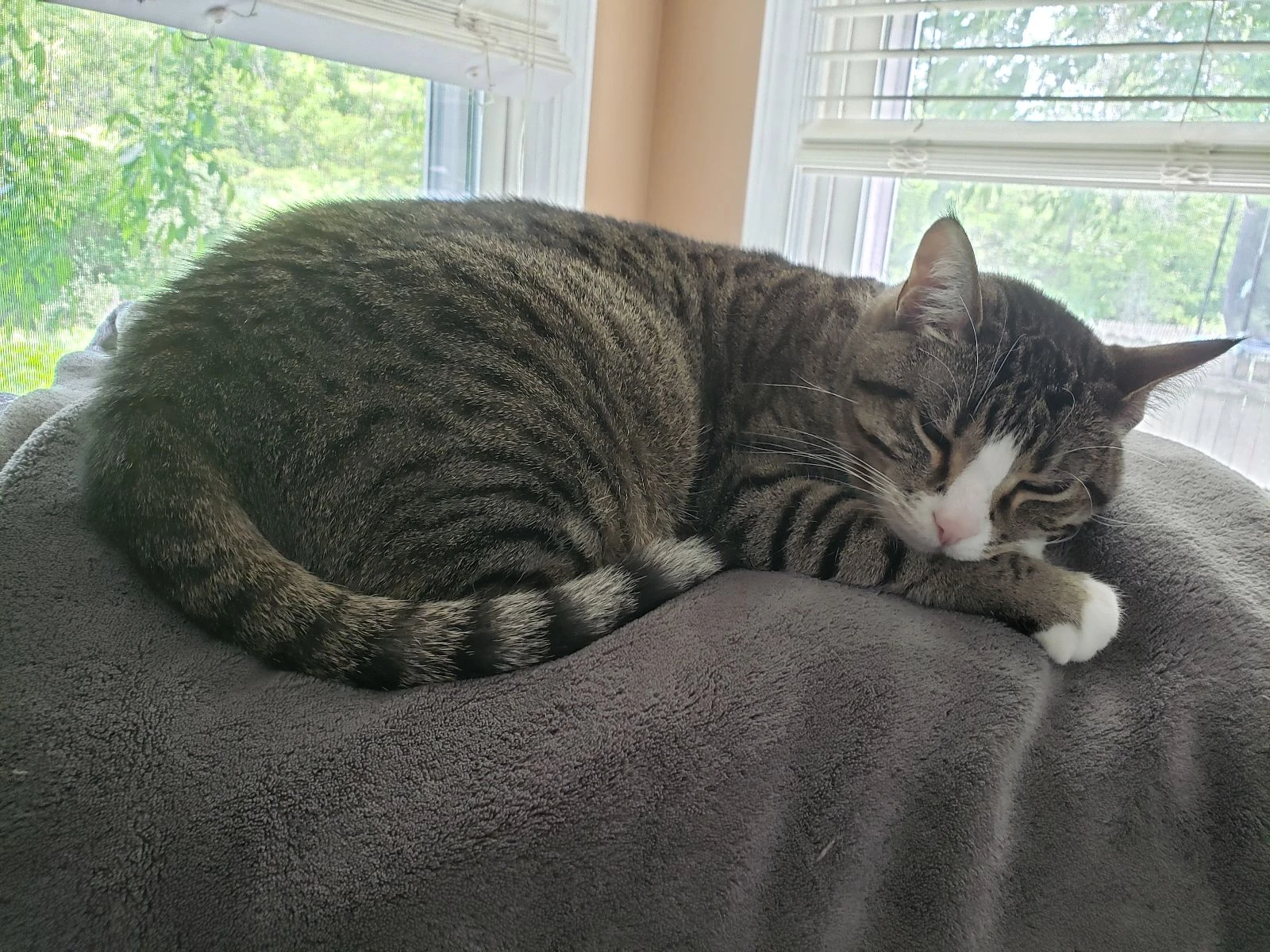 Daily Cat Image #282 | Fandom