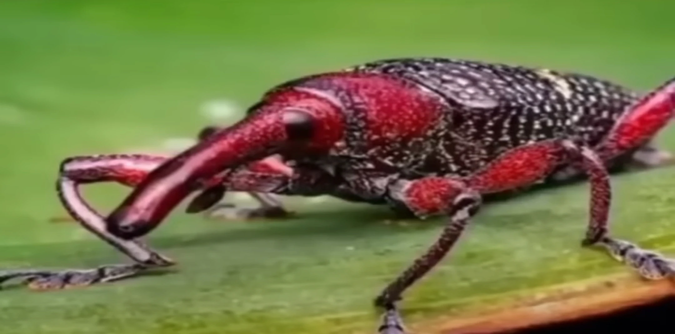 Bug is disappointed in you | Fandom