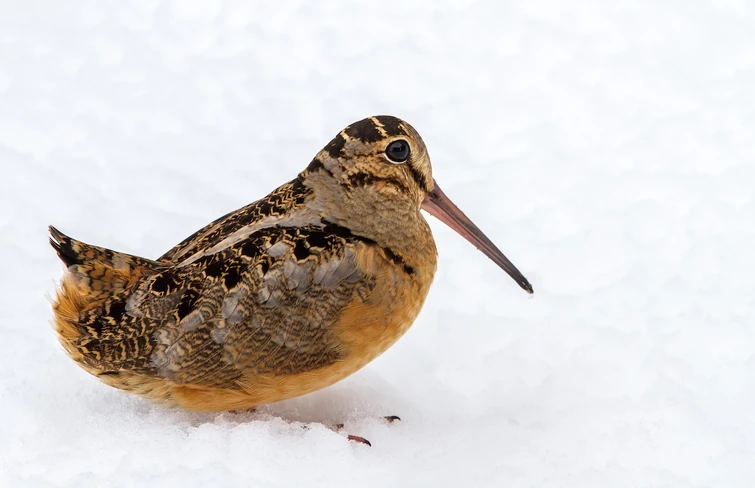 bird posting (HOUR ONE): Timberdoodle | Fandom