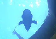 Bibos | Feed and Grow Fish Wikia | Fandom