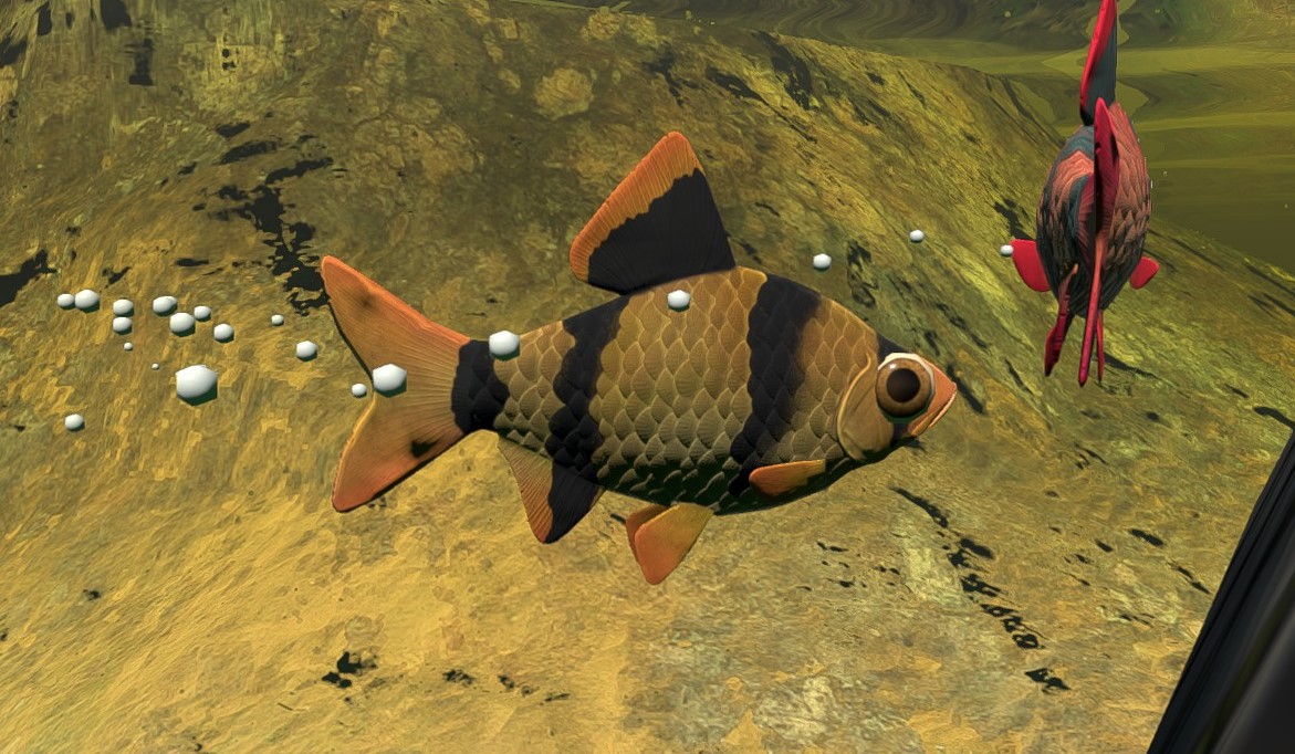 Tiger Barb Fish Eggs