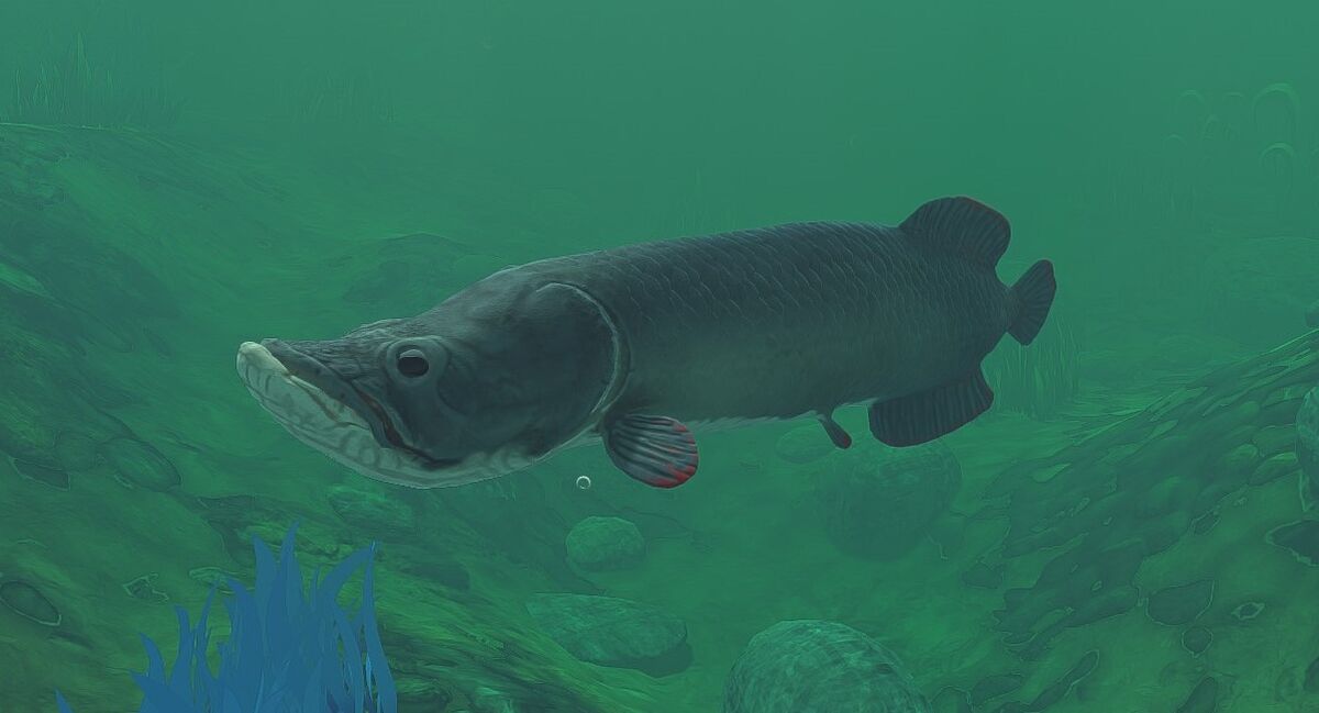 Arapaima | Feed and Grow Fish Wikia | Fandom