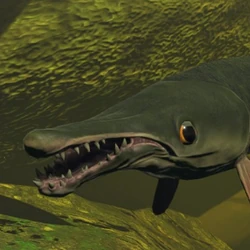 Swamp Fish Species
