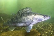 Zander | Feed and Grow Fish Wikia | Fandom