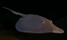 Stingray | Feed and Grow Fish Wikia | Fandom