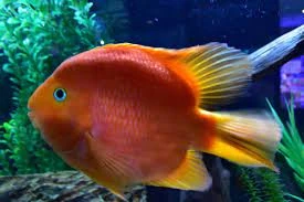 Wachuma | Feed and Grow Fish Wikia | Fandom