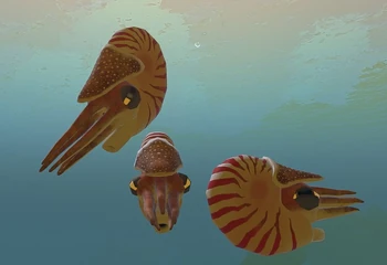 Nautilus | Feed and Grow Fish Wikia | Fandom