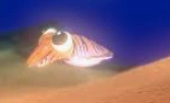 Baby Cephalopods | Feed and Grow Fish Wikia | Fandom