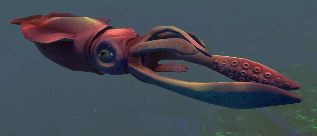 Giant Squid Suction Cups