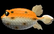 Pufferfish | Feeding Frenzy Mods Wiki | Fandom