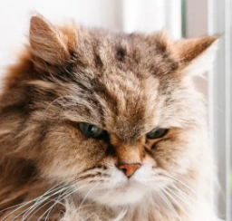 Is the wiki ded | Fandom