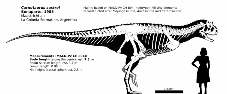 Carnotaurus dorsal view, skeletal, length and mass by Scott Hartman ...