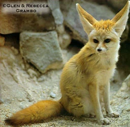 Fennec | WikiFeila | Fandom