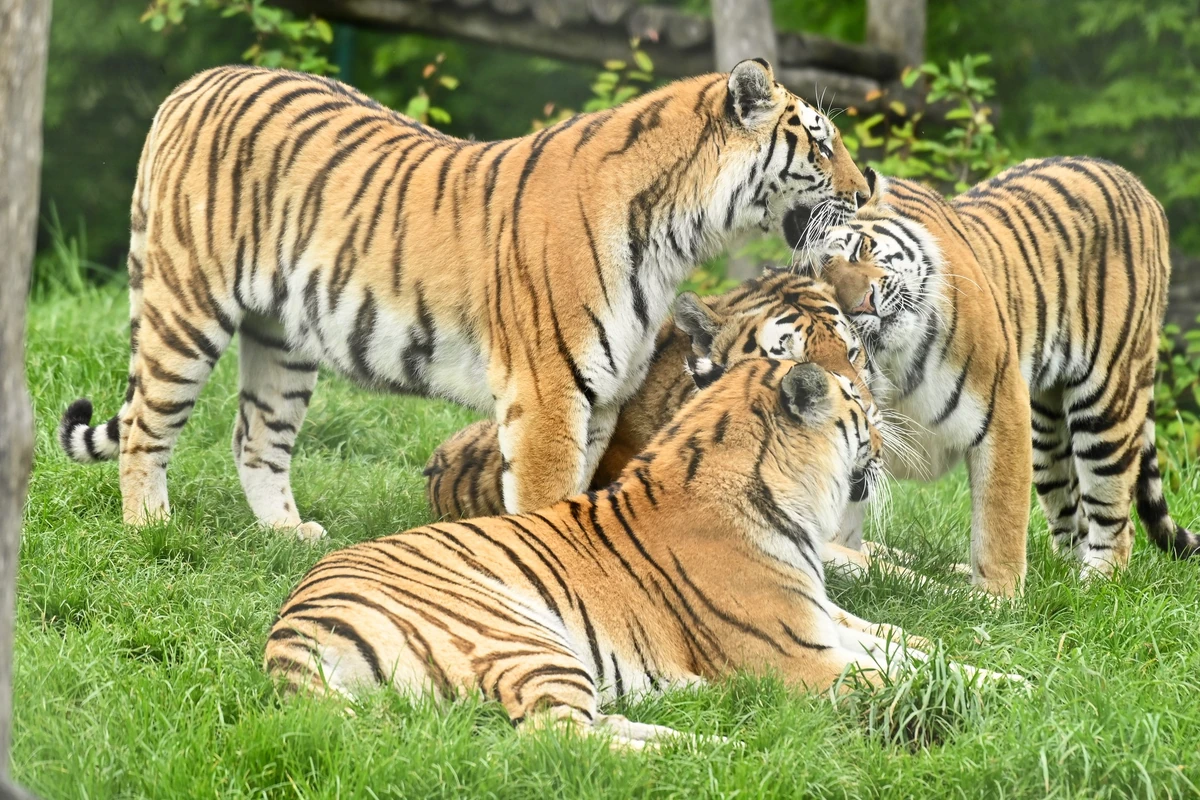 Onon | Felidae mammals Wiki | Fandom