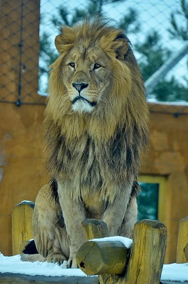 Dabir | Felidae mammals Wiki | Fandom