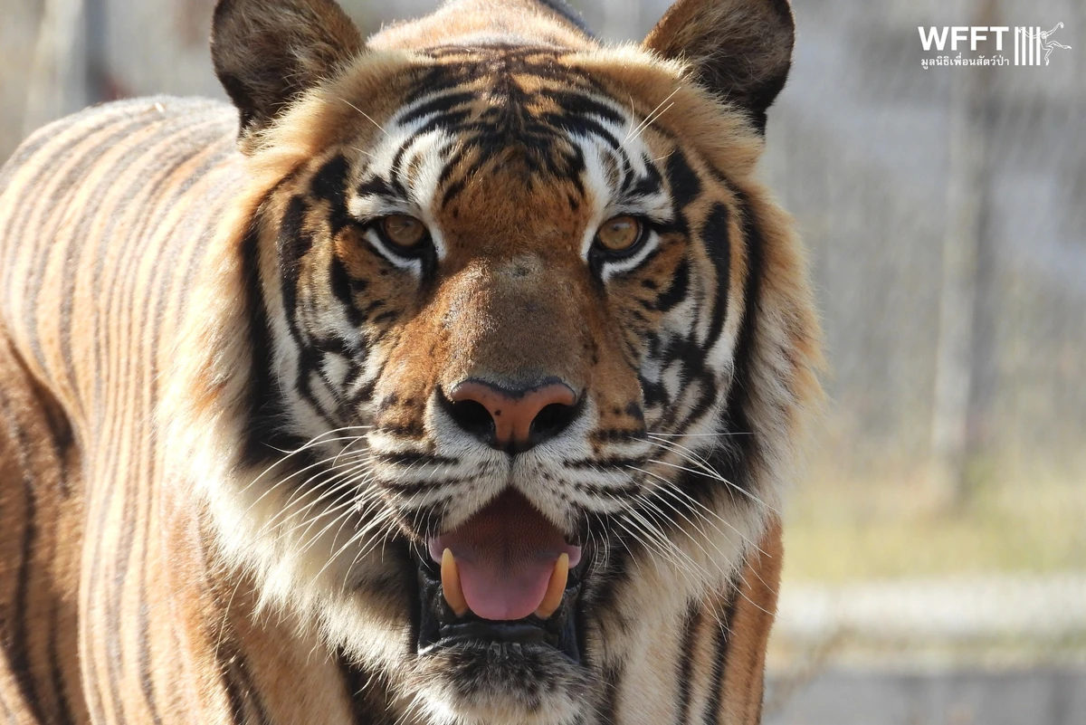 Hai Chok | Felidae mammals Wiki | Fandom