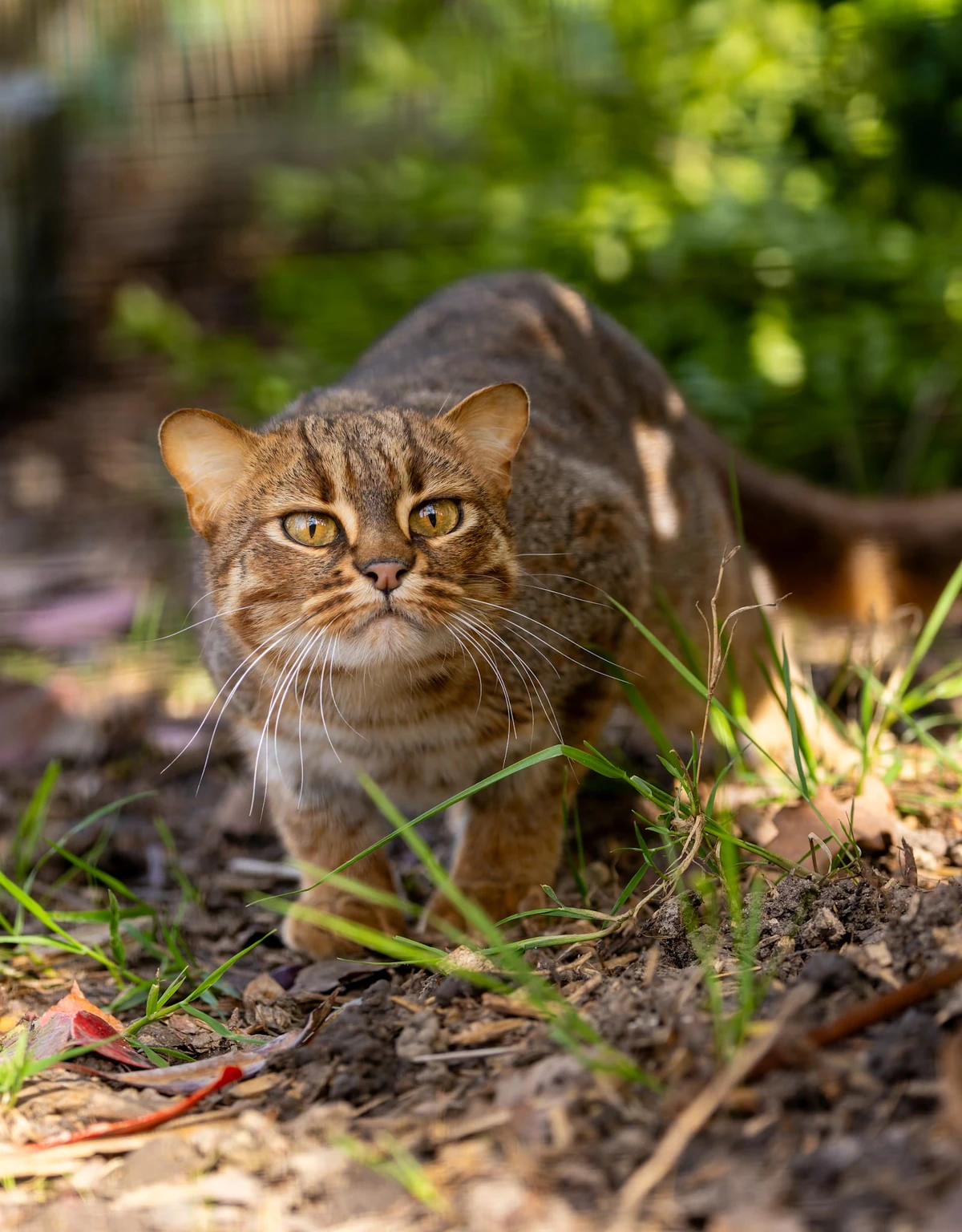 Kuda | Felidae mammals Wiki | Fandom