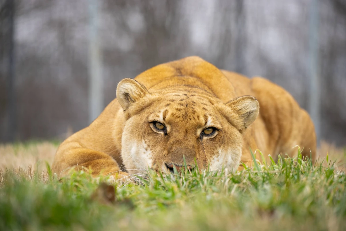Fergy | Felidae mammals Wiki | Fandom