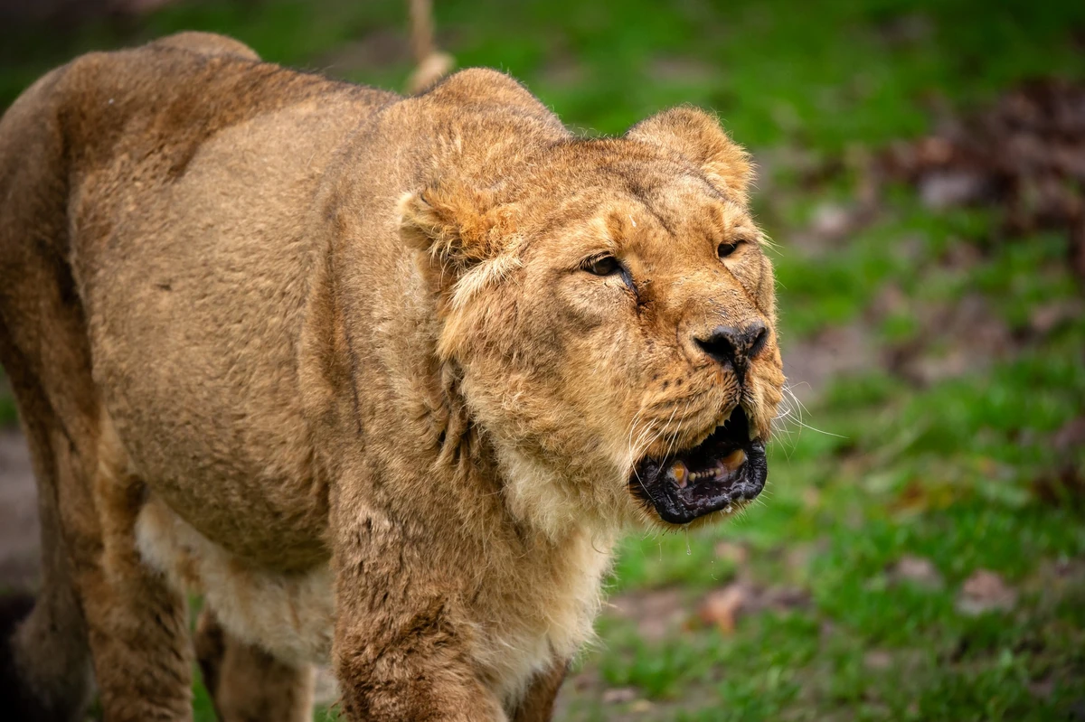 Kolya | Felidae mammals Wiki | Fandom