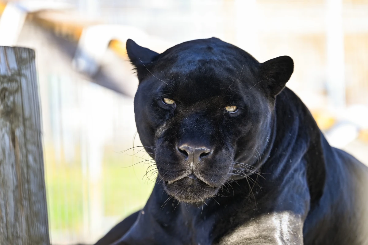 Bagheera | Felidae mammals Wiki | Fandom
