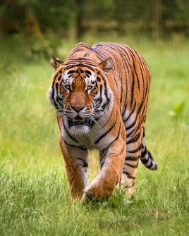 Czar | Felidae mammals Wiki | Fandom