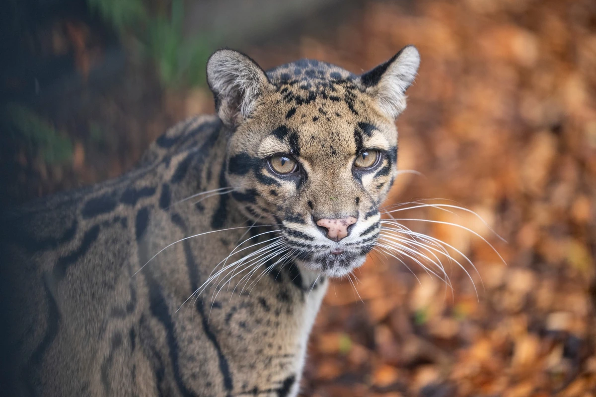 Orchid | Felidae mammals Wiki | Fandom