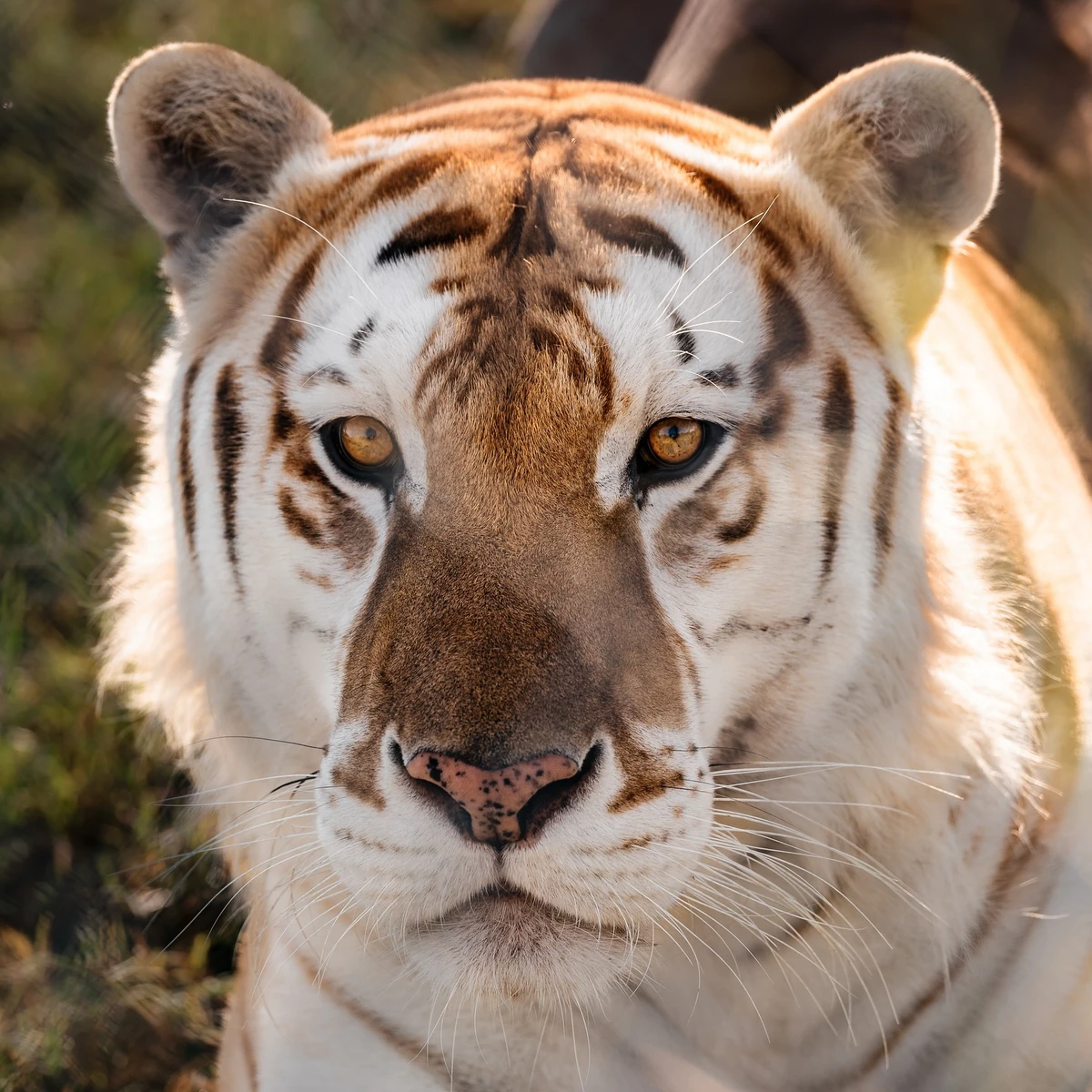 Munchkin | Felidae mammals Wiki | Fandom