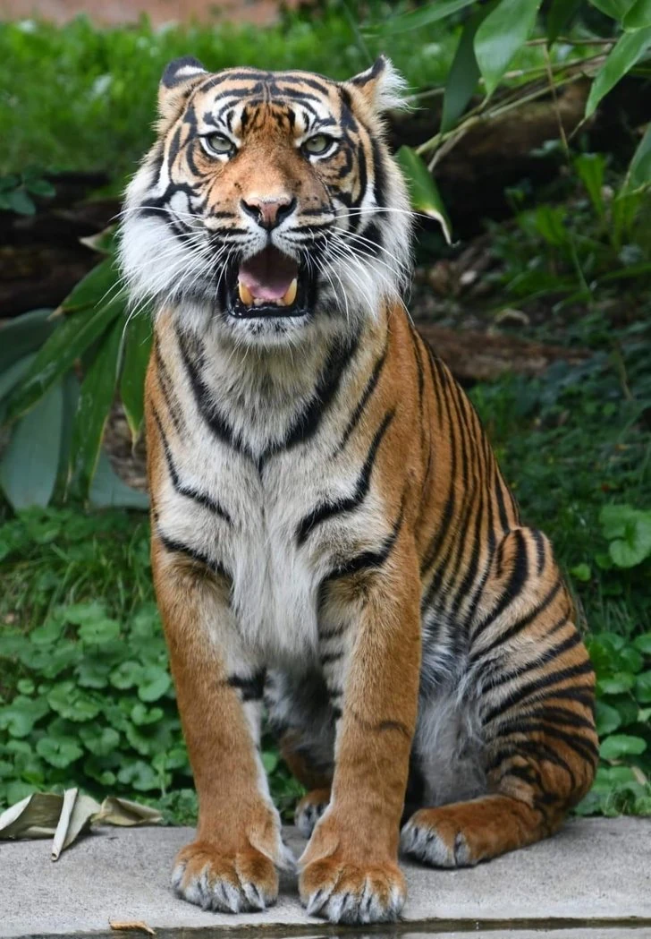 Nonja | Felidae mammals Wiki | Fandom