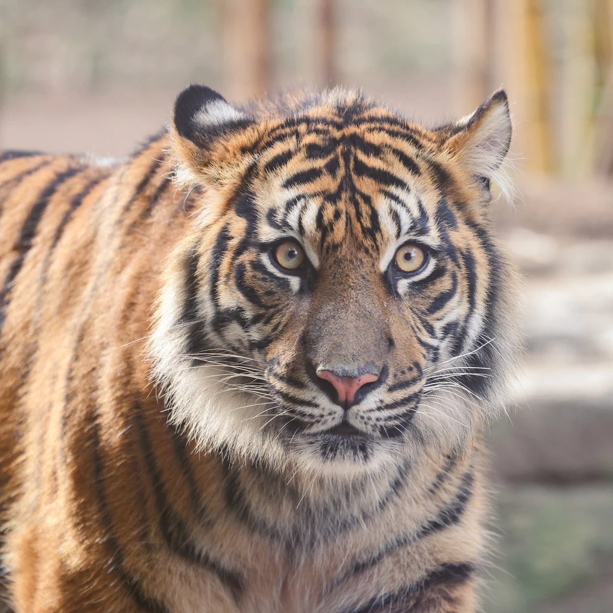 Kirana (tiger) | Felidae mammals Wiki | Fandom