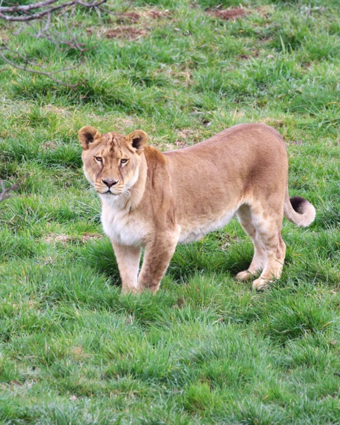 Tawa | Felidae mammals Wiki | Fandom