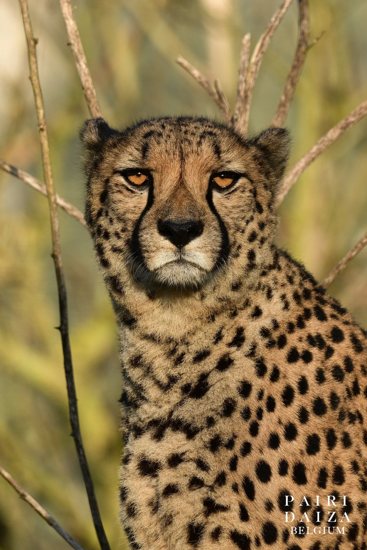Safari | Felidae mammals Wiki | Fandom