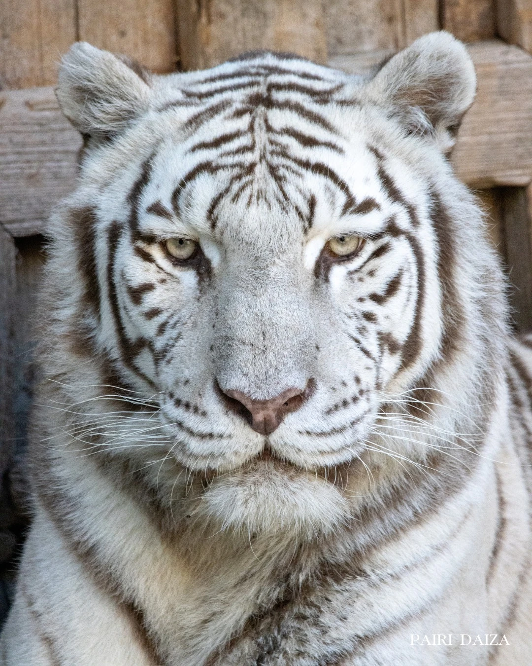 Sanka | Felidae mammals Wiki | Fandom