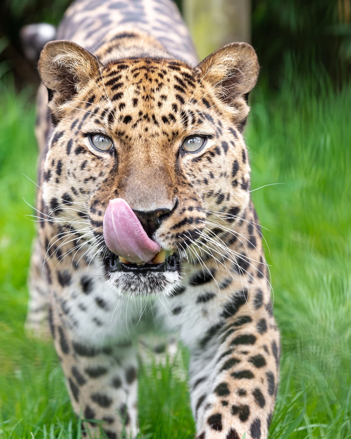 Argun | Felidae mammals Wiki | Fandom