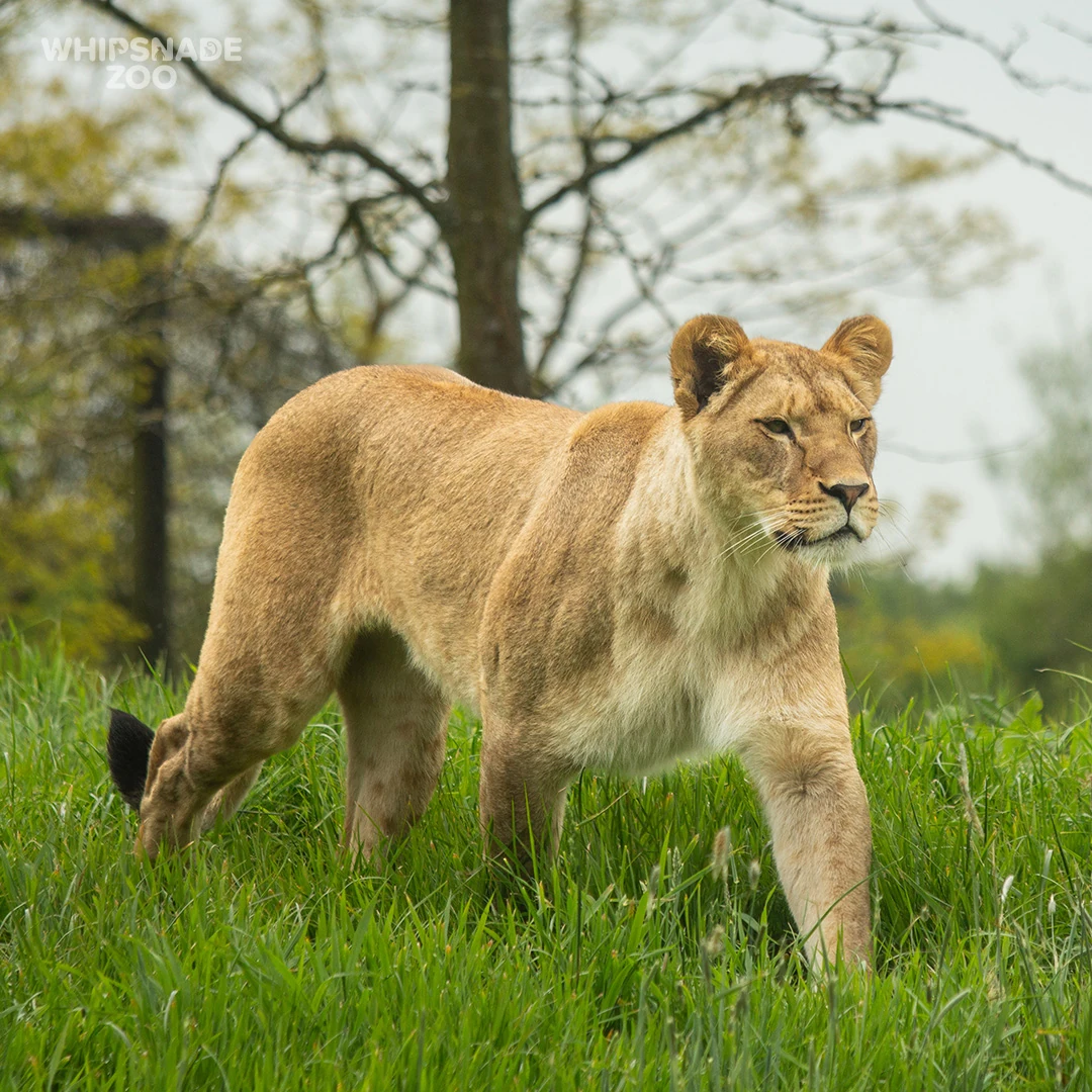 Waka | Felidae mammals Wiki | Fandom