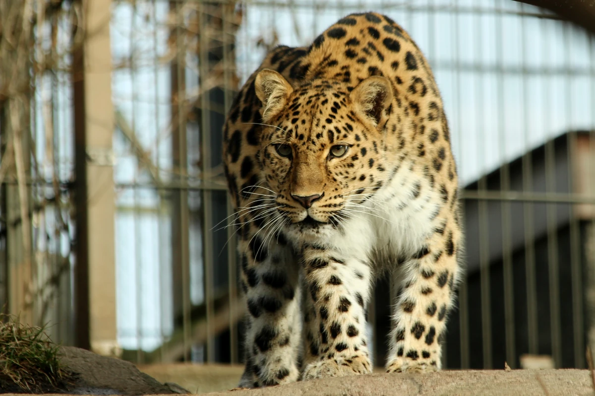 Stina | Felidae mammals Wiki | Fandom