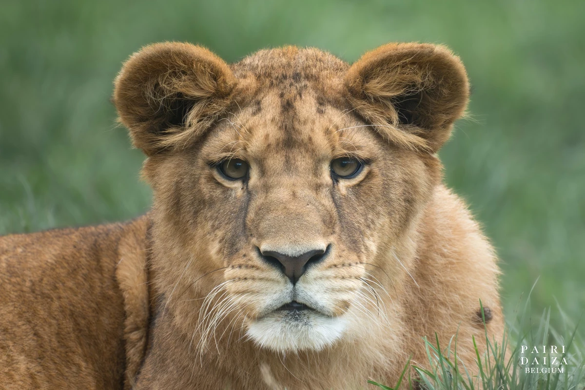 Nala | Felidae mammals Wiki | Fandom