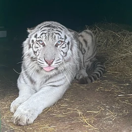 Aleks | Felidae mammals Wiki | Fandom