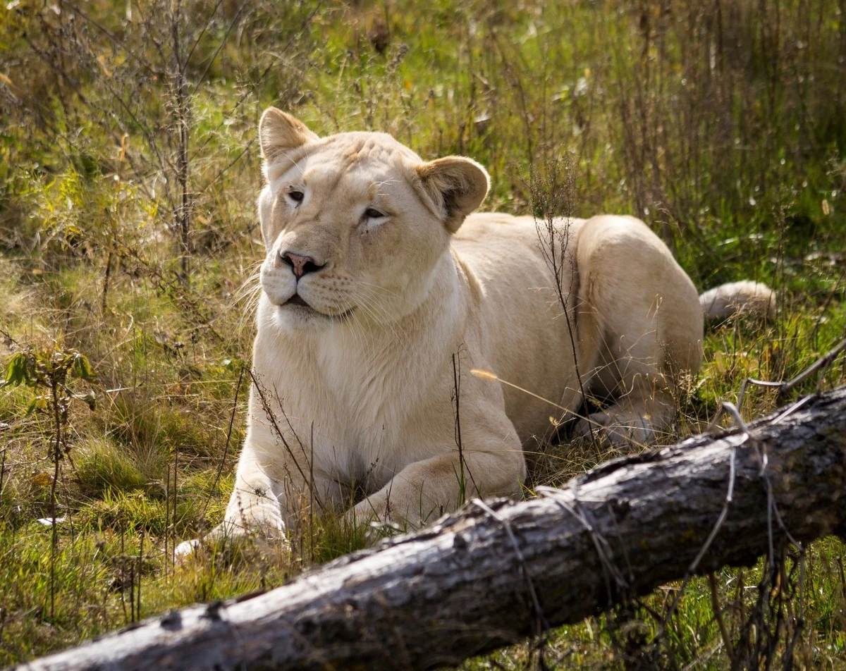 Alana | Felidae mammals Wiki | Fandom