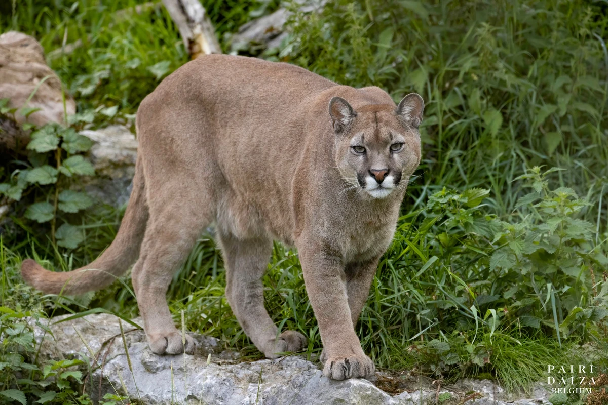 Cherokee | Felidae mammals Wiki | Fandom