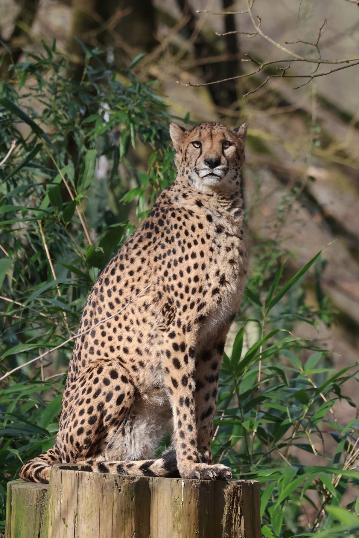 Ayo | Felidae mammals Wiki | Fandom