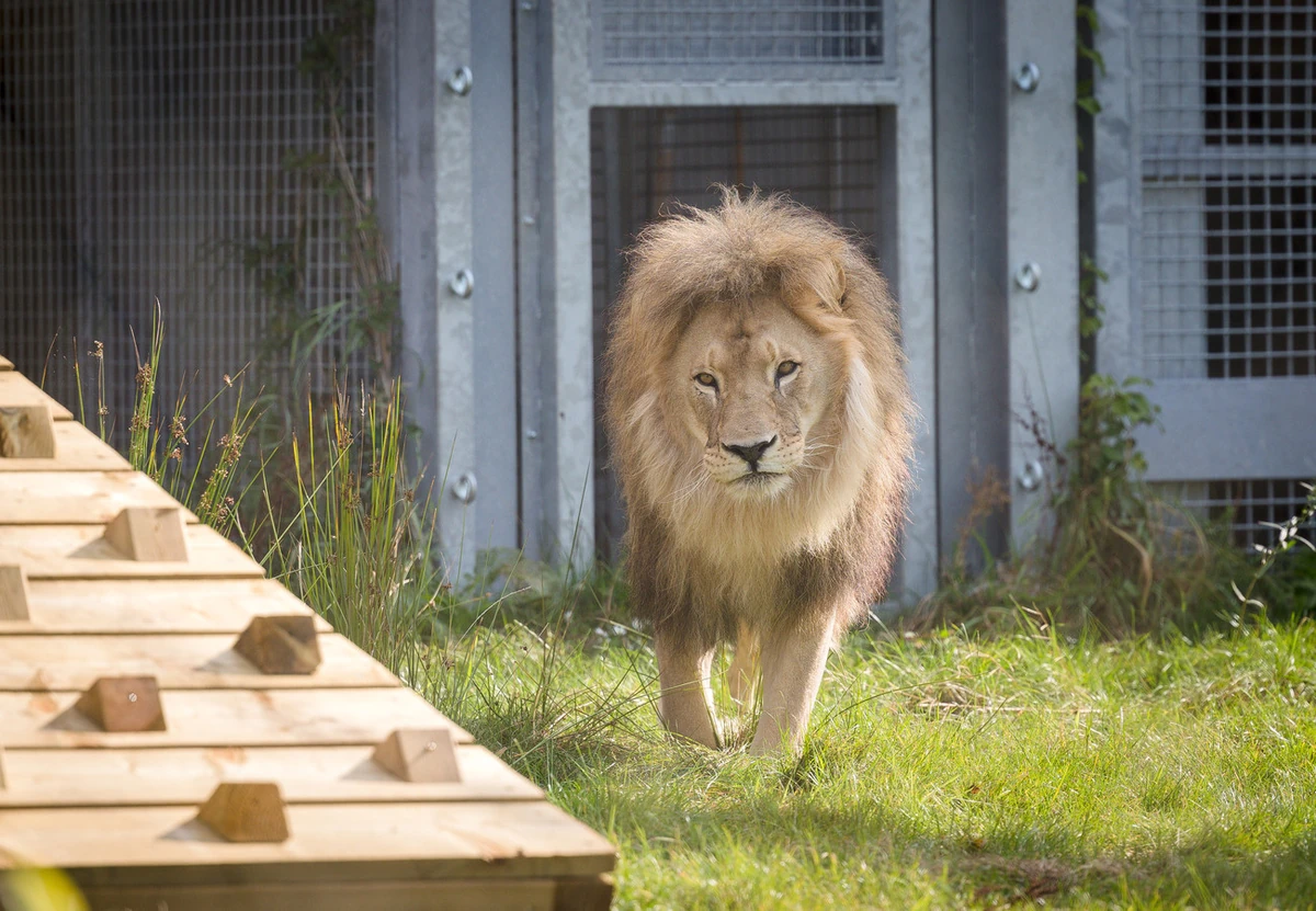 Gjoni | Felidae mammals Wiki | Fandom