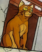 Francis | Felidae Wiki | Fandom